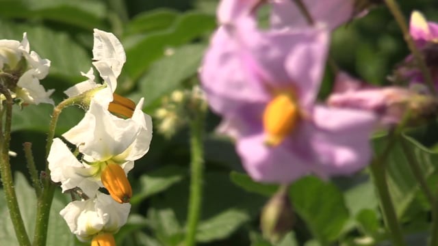 Potato Blossom Flower - Free video on Pixabay