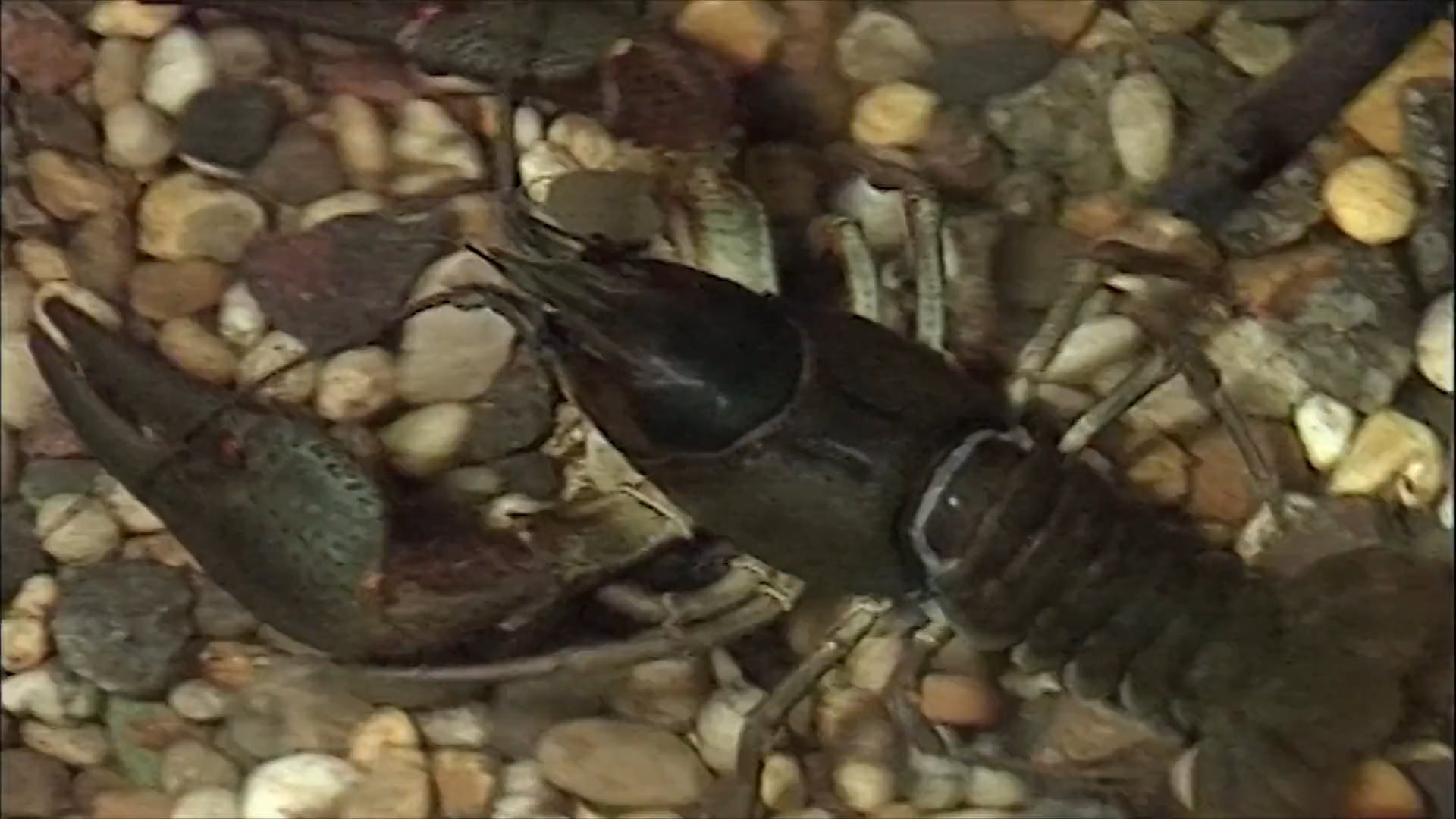 Crayfish walking on Vimeo