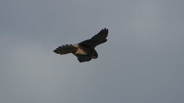 200+ Free Birds Flying Effect Videos, HD & 4K Clips - Pixabay