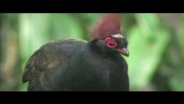 Red Headed Mohawk Bird on Vimeo