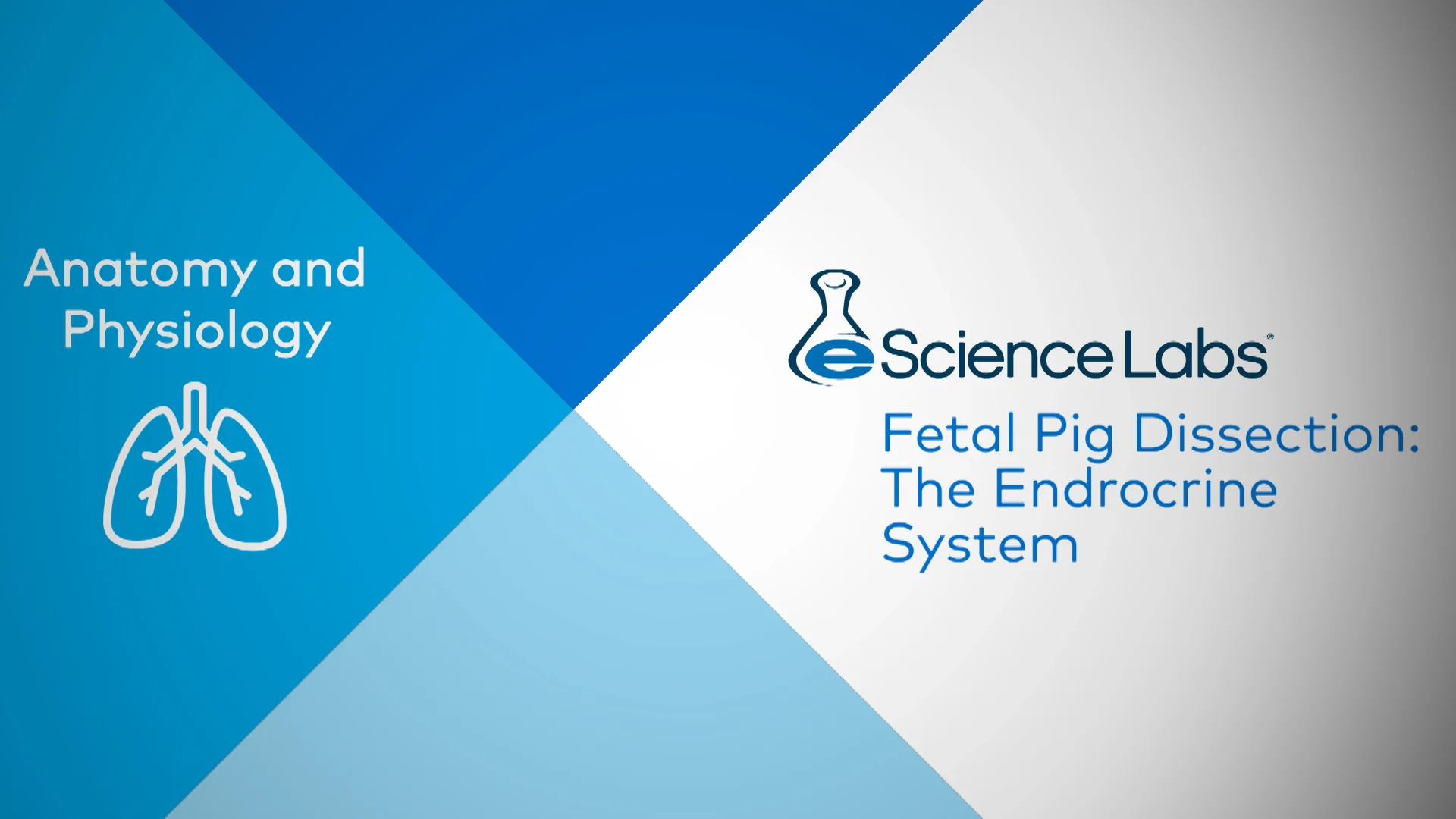 Anatomy and Physiology: Fetal Pig Dissection