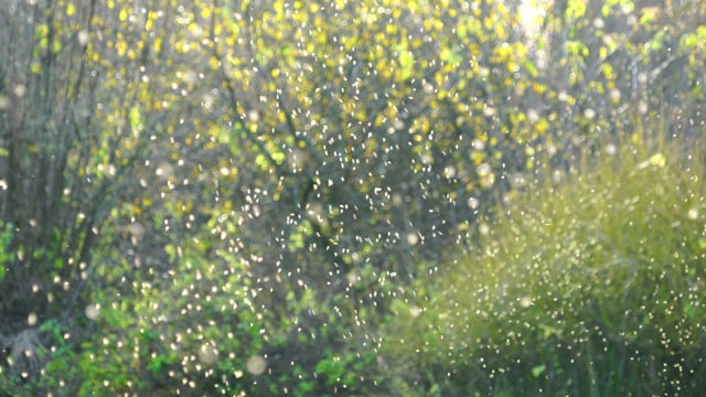 Swarm Of Mosquitoes, Flying, Mosquitoes. Free Stock Video - Pixabay