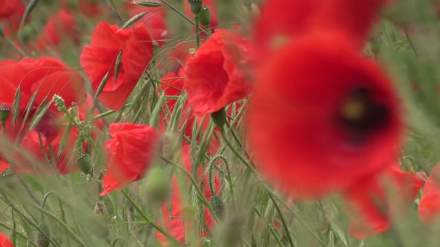Poppy Corn - Free video on Pixabay