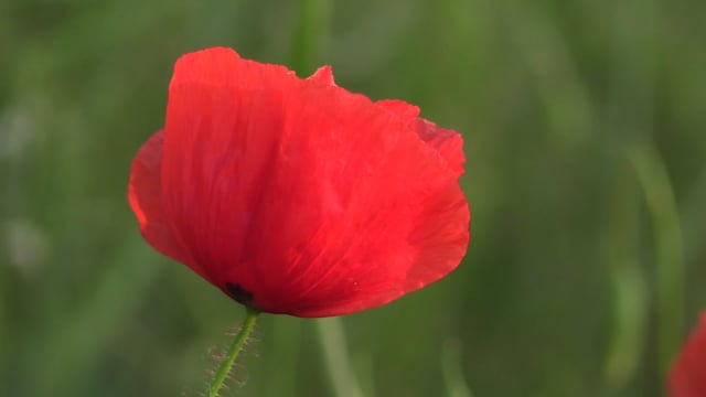 Poppy Corn - Free video on Pixabay