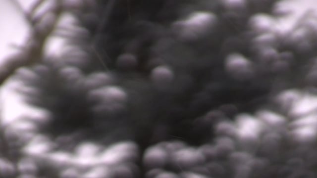 Snowfall Snow Snowflakes - Free video on Pixabay