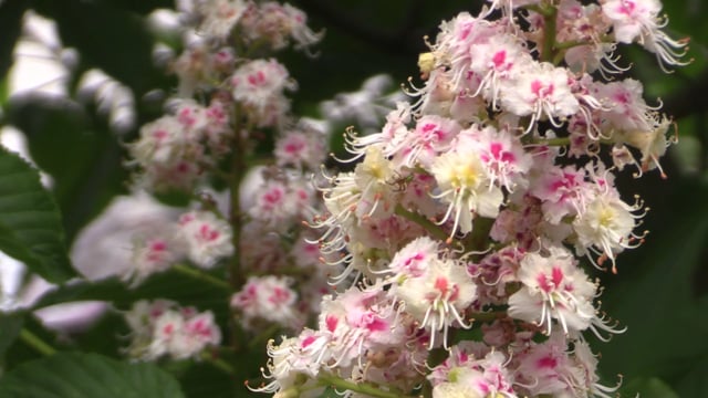 Chestnut Blossom Spring - Free video on Pixabay