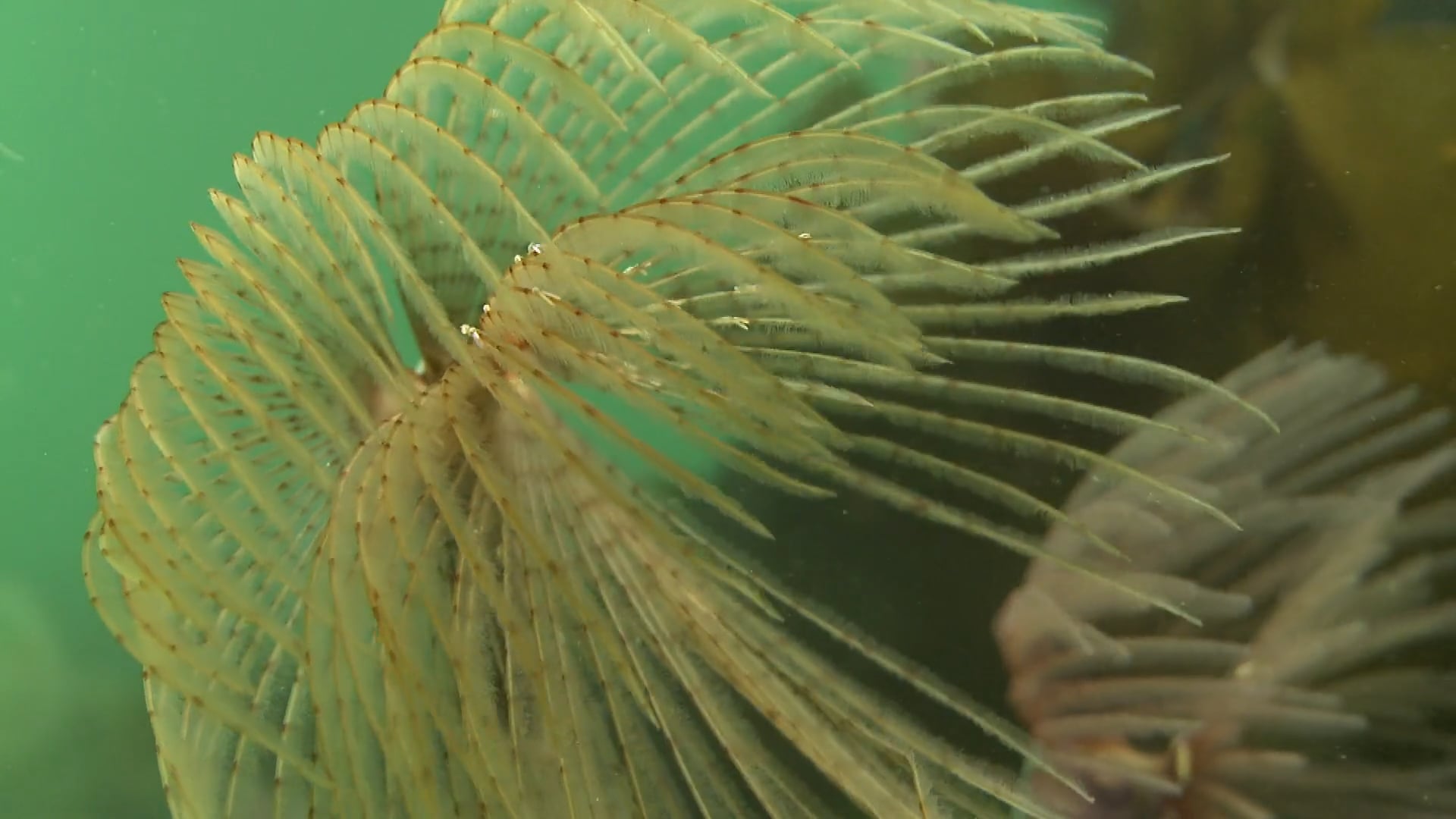01532001.MOV Close up of peacock worms on Vimeo