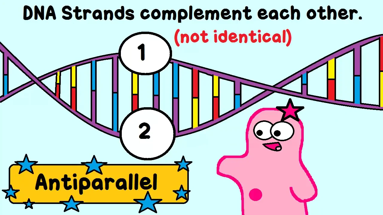 DNA Replication- The Cell's Extreme Team Sport