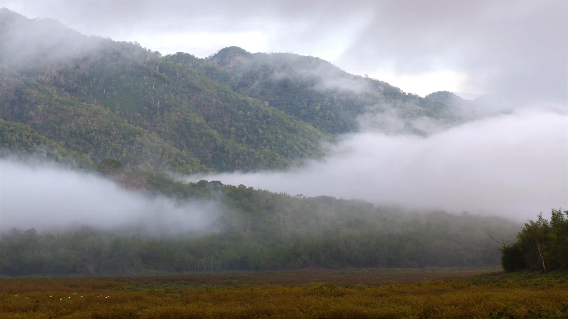 WWF Greater Mekong_Thailand's Western Forest Complex on Vimeo