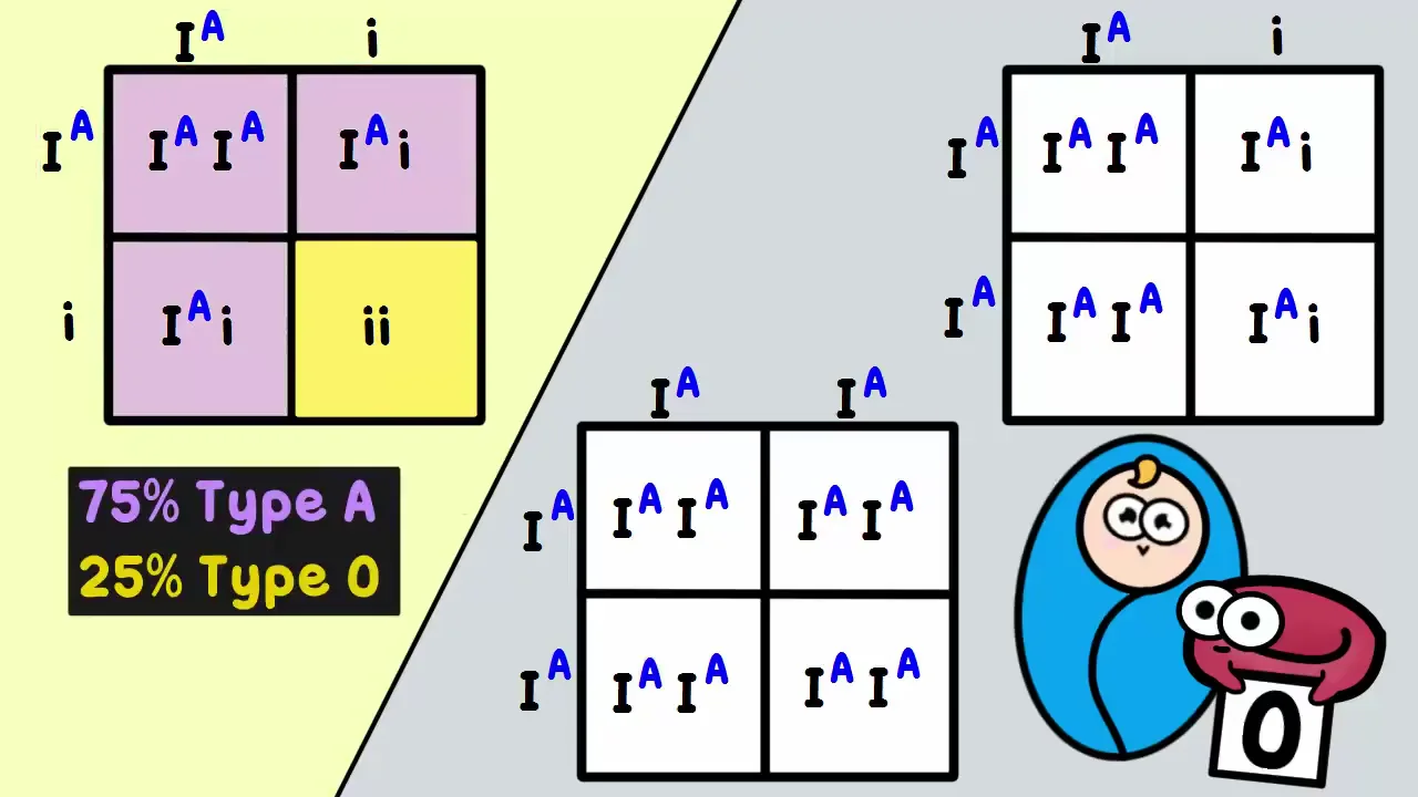 Multiple Alleles (ABO Blood Types) and Punnett Squares on Vimeo