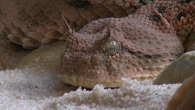 Viper, Snake, Animals. Free Stock Video - Pixabay