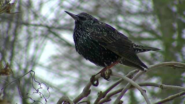 Estrella Pájaro Plumaje Vestidos - Free video on Pixabay - Pixabay