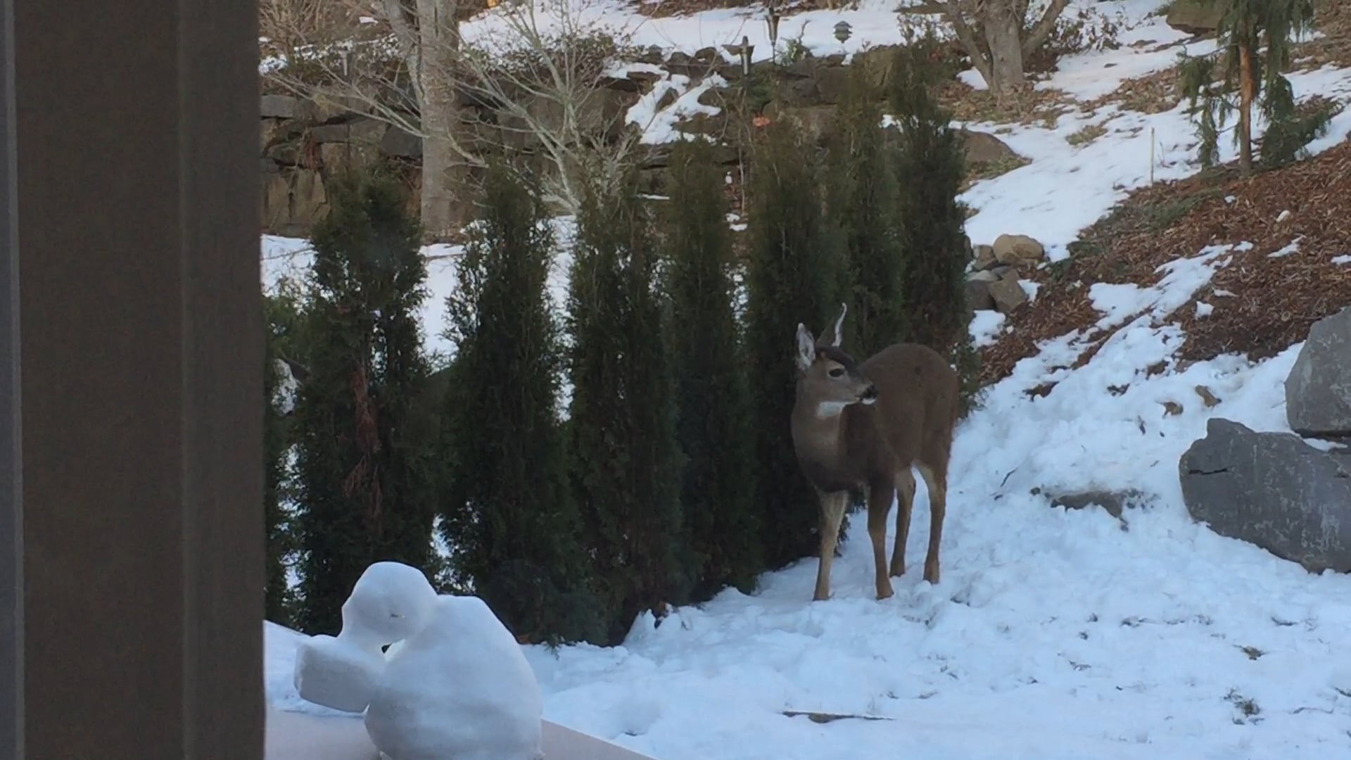 Our backyard on Vimeo
