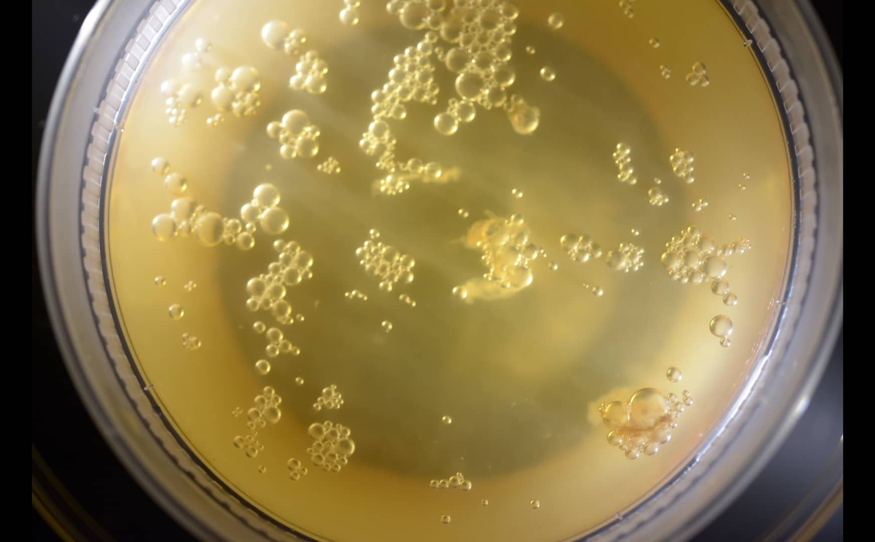 time lapse of SCOBY formation on Vimeo