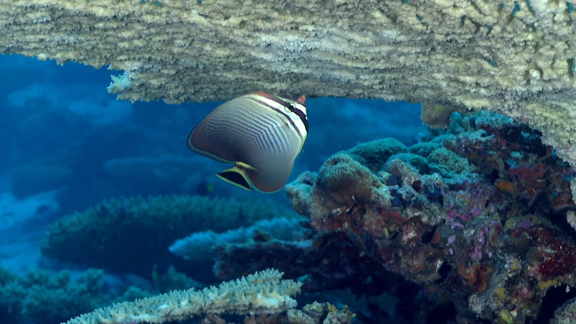 Eastern triangle butterflyfish pecking at the underside of a table ...