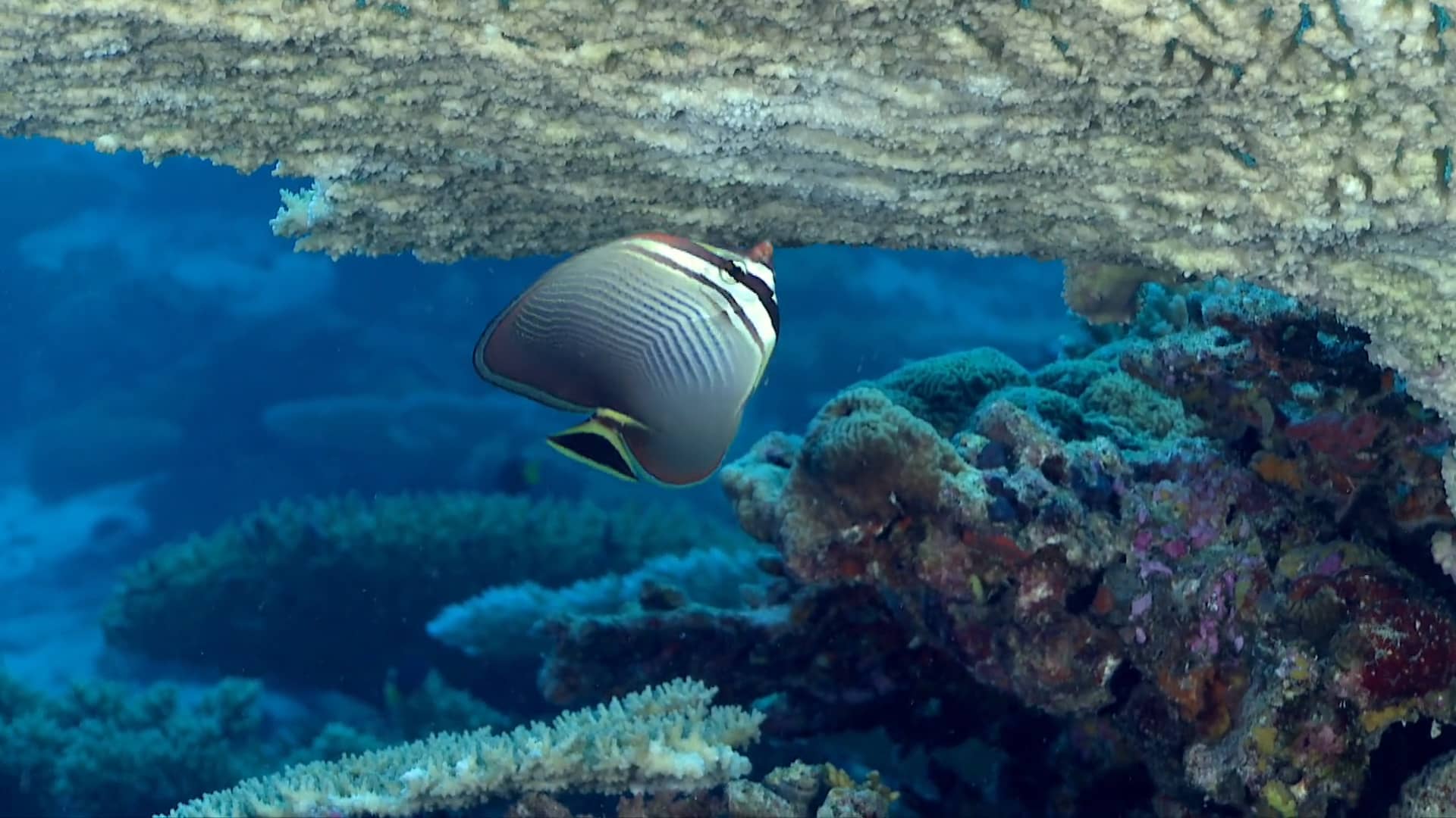 Eastern triangle butterflyfish pecking at the underside of a table ...