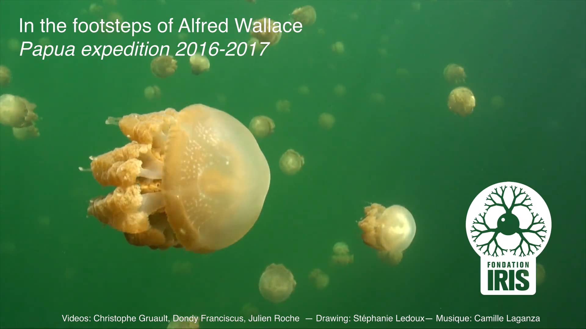 Jellyfish, Misool, Raja Ampat, Indonesia on Vimeo