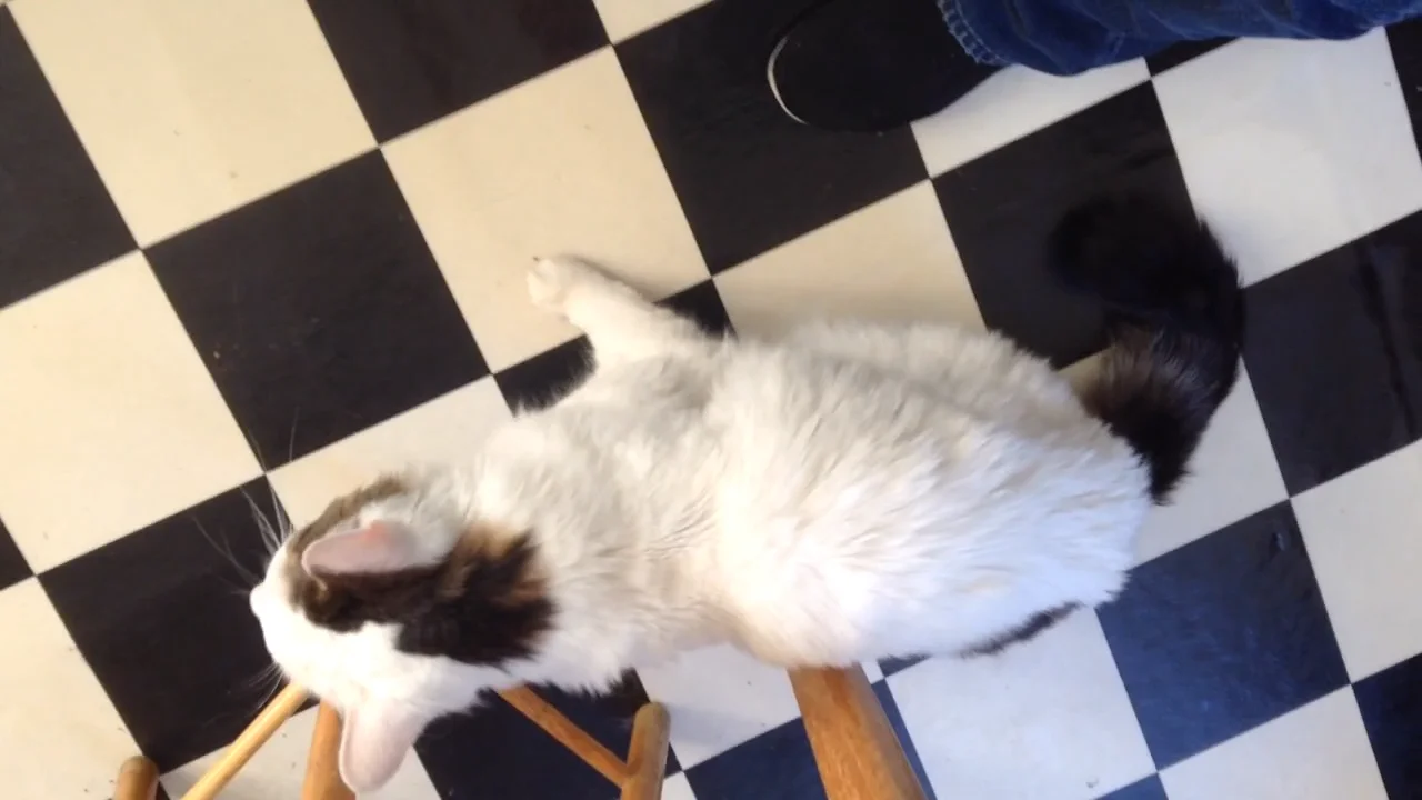 Syncope in cat on Vimeo