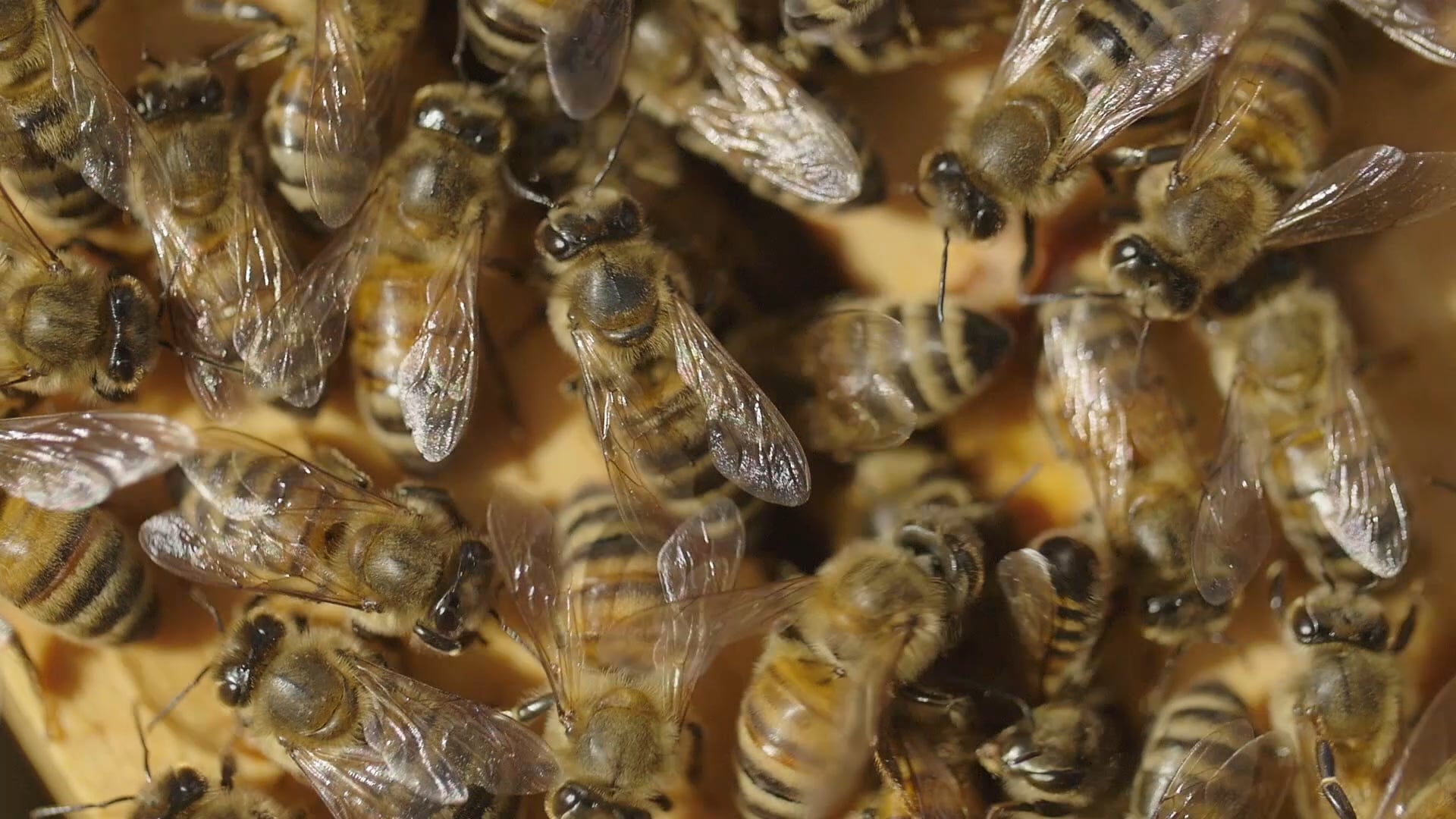 4HVD-1253 YIA Jacob Shuman OH 54897 on Vimeo