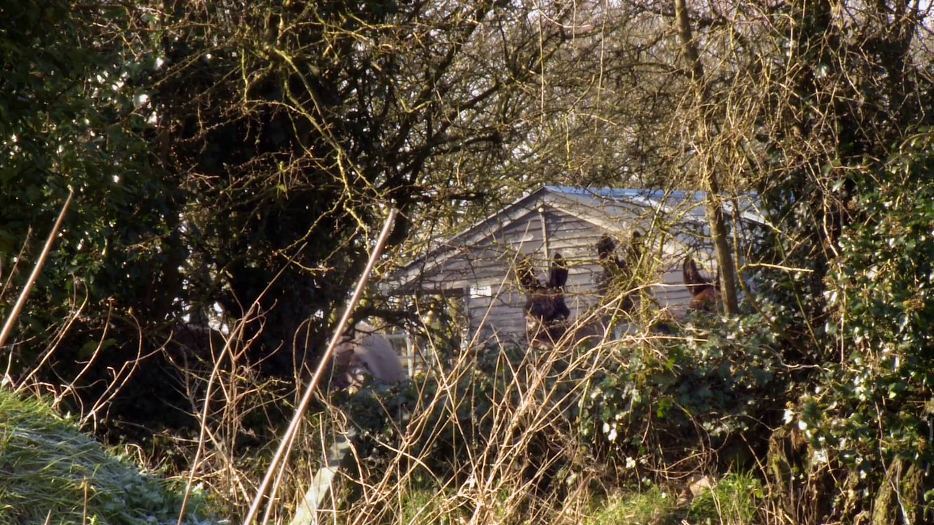 DO DONKEYS ACT? Trailer on Vimeo