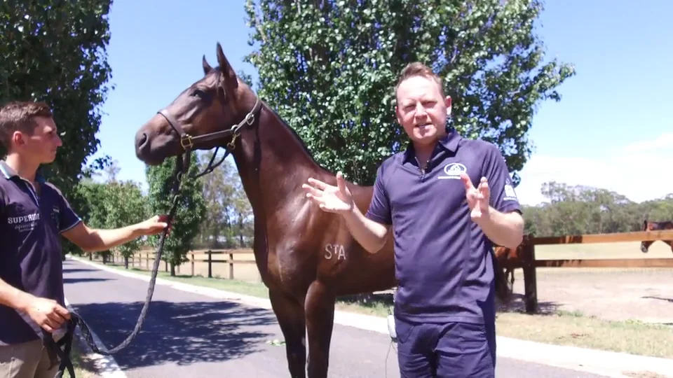 Medaglia Doro x Seeking Attention colt Scott Darby on Vimeo