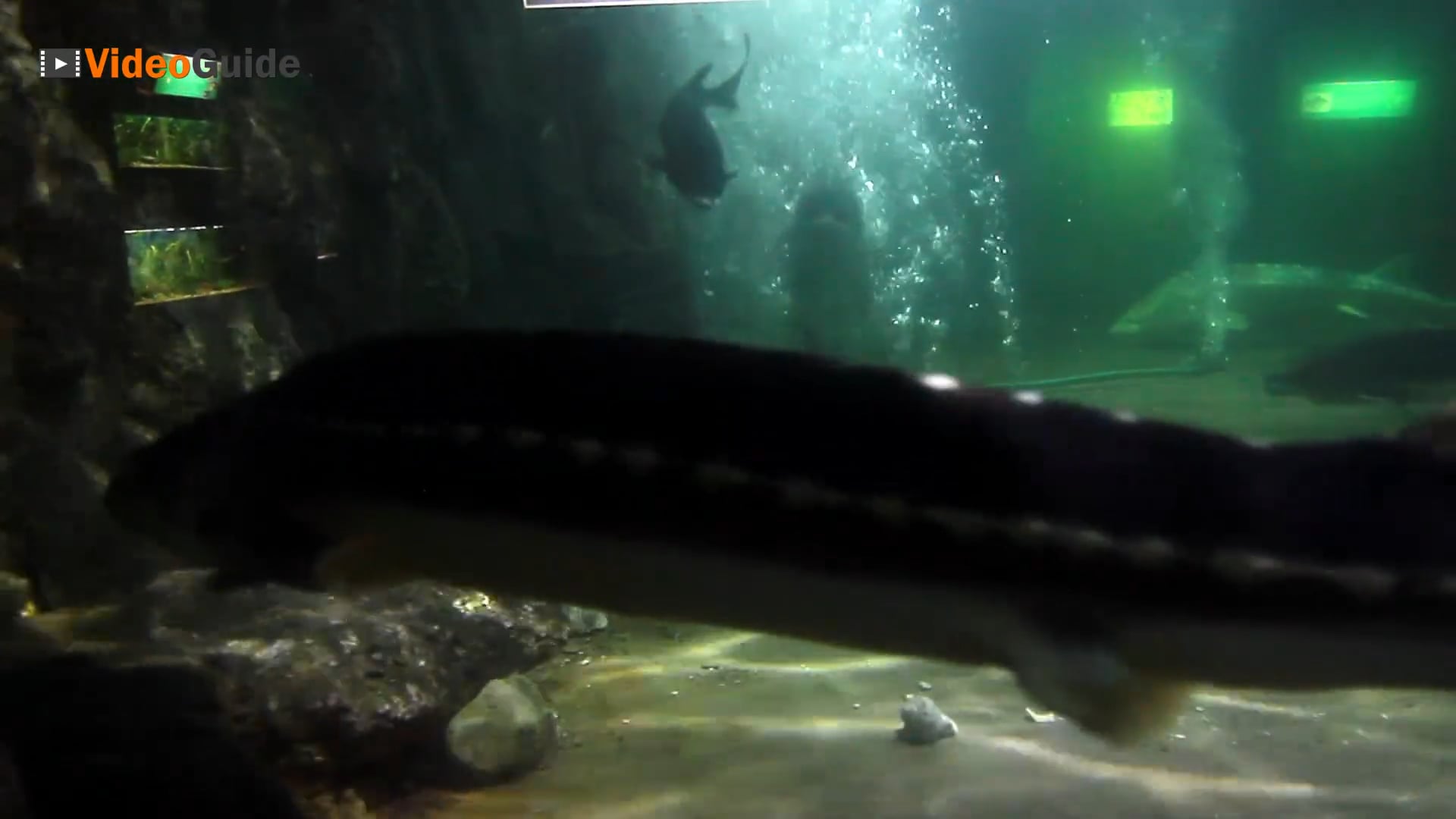 Despre Acvariu Constanta - VideoGuide