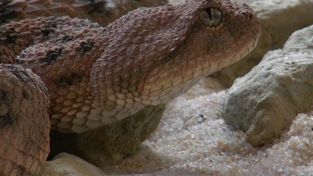 Viper, Snake, Reptile. Free Stock Video - Pixabay