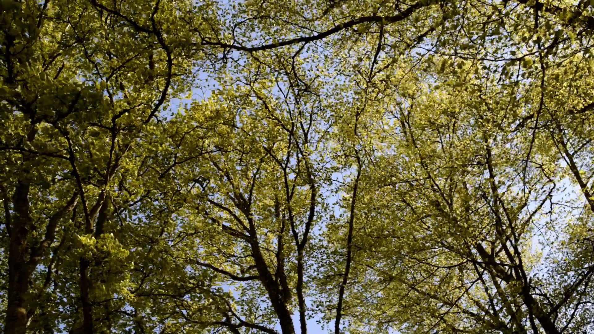 Trees on Vimeo