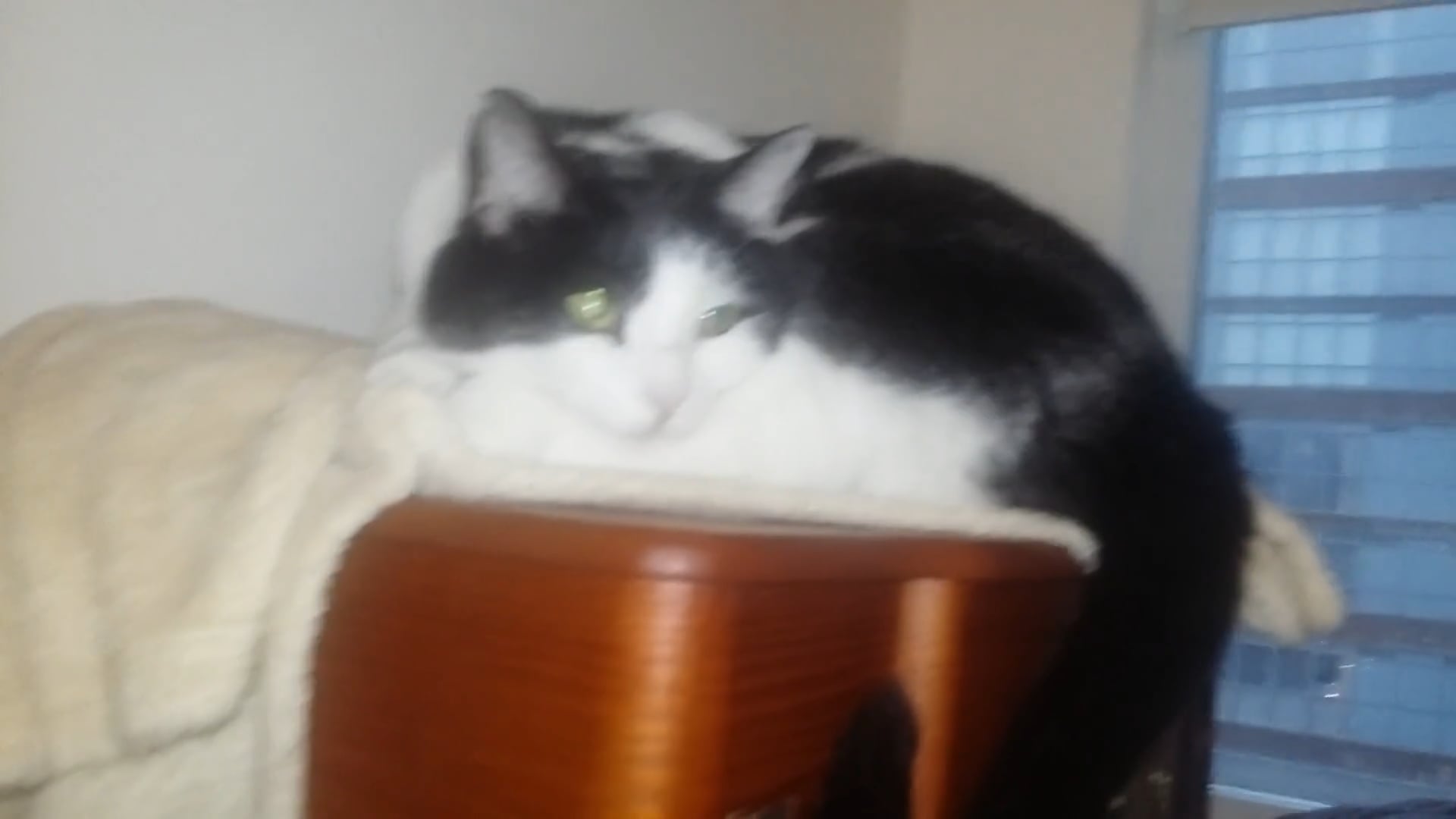 Sophie the Boxing Day Cat Song on Vimeo