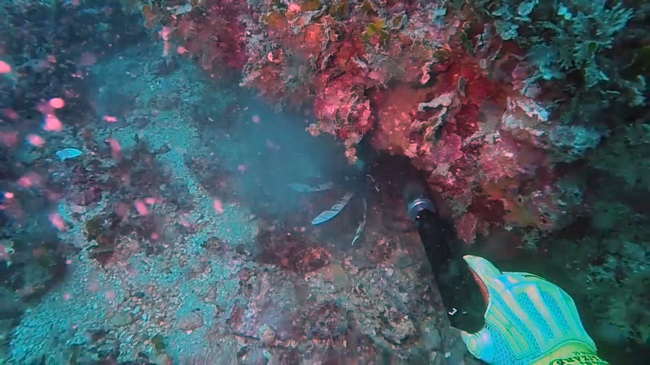 Glock Fishing Lionfish | FSDA 2016 Submission on Vimeo