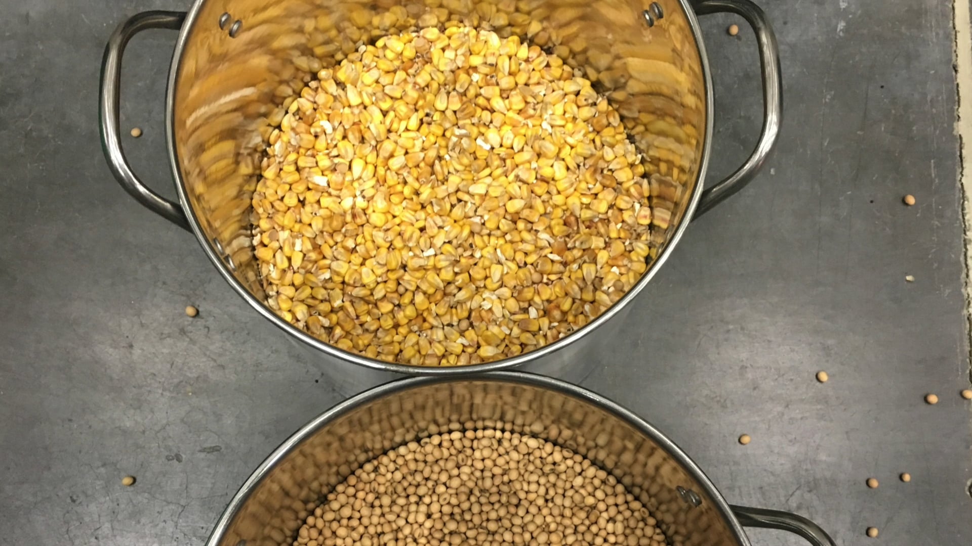 How to Clean and Sort a Mix of Soybeans and Corn. on Vimeo