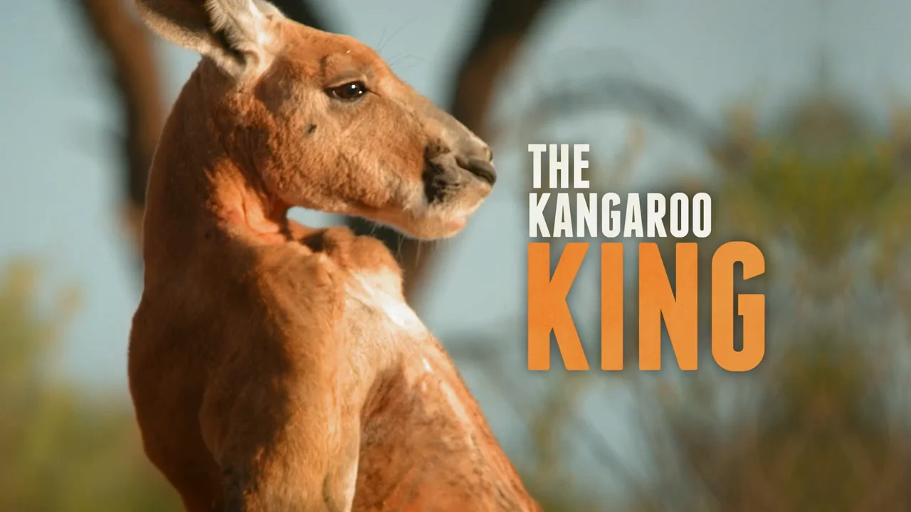 The Kangaroo King - Trailer on Vimeo