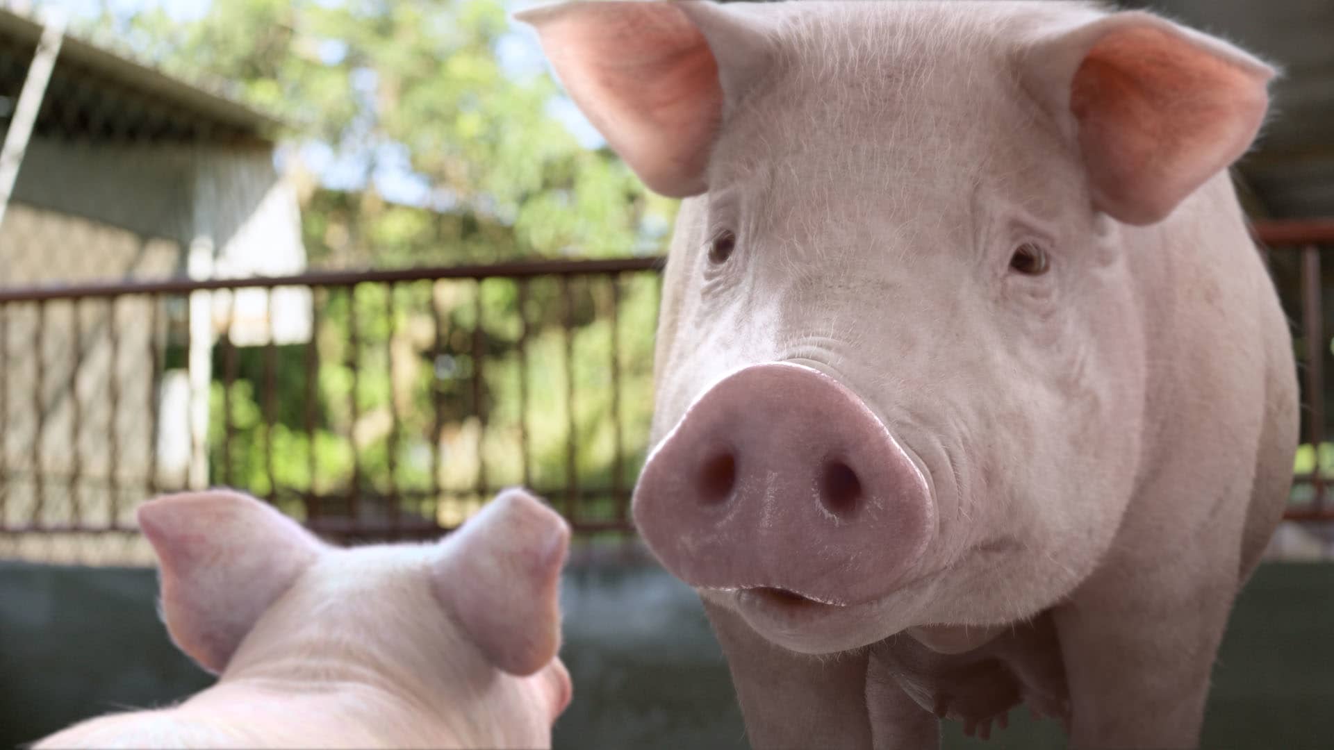 Frank Barton CGI Animals Reel on Vimeo