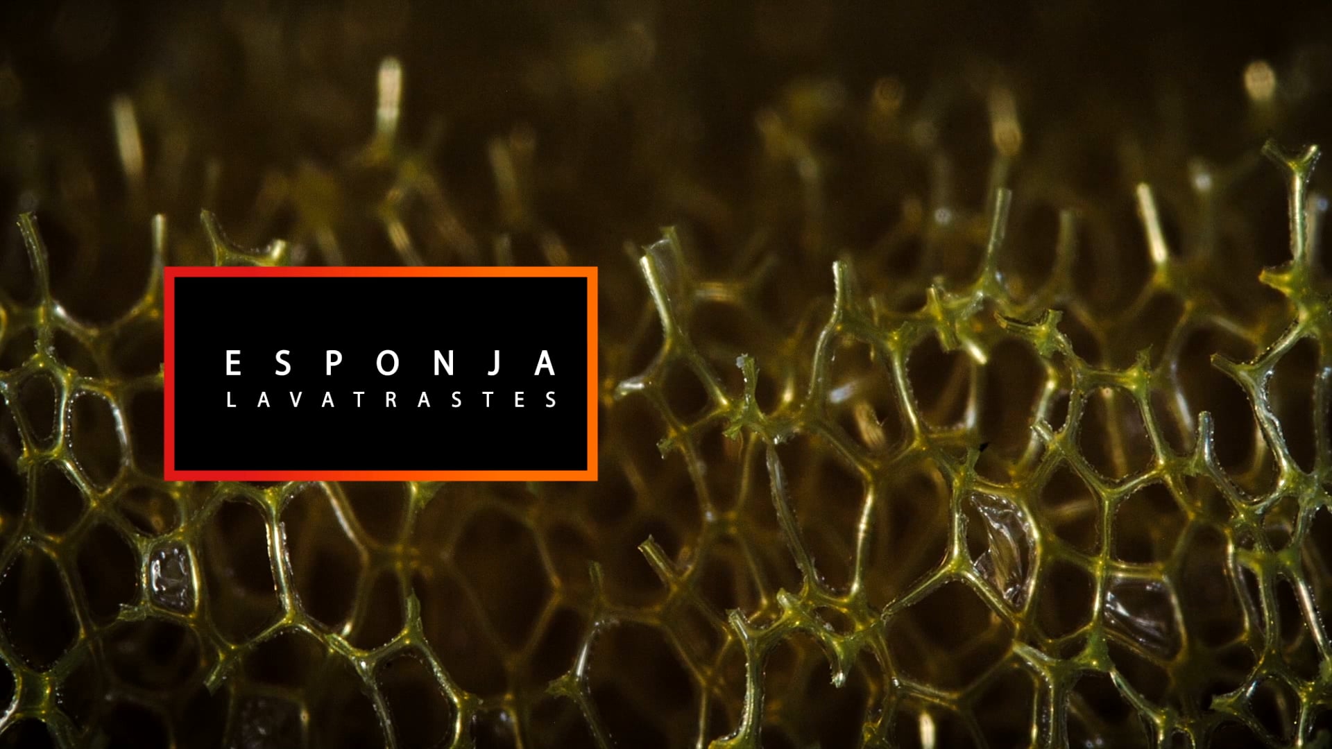 TOKS PYANEK FIBRA on Vimeo