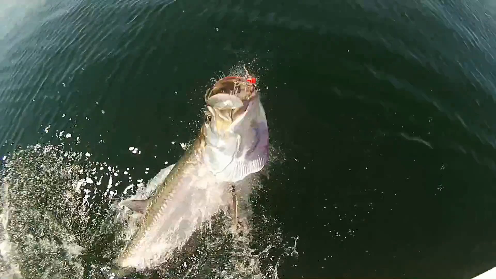 2016 Tarpon Insanity on Vimeo