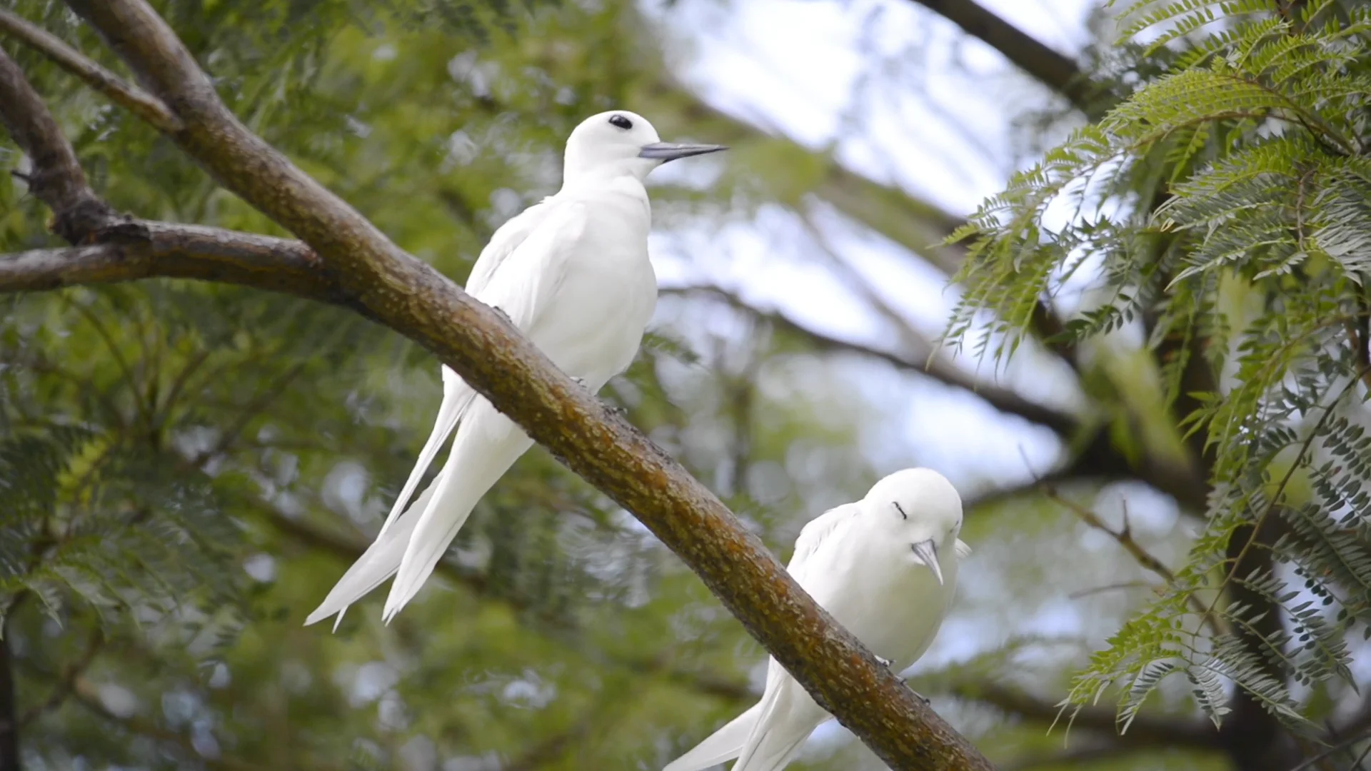 Manu-o-Ku (white tern)