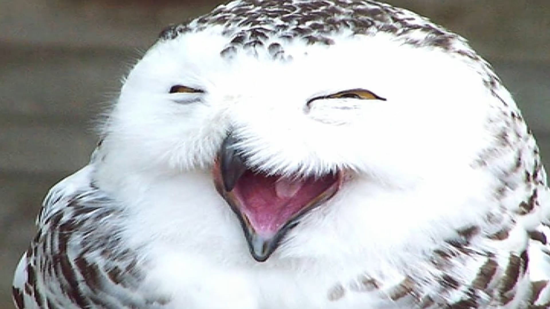 Epic Sax Owl [ORIGINAL] on Vimeo