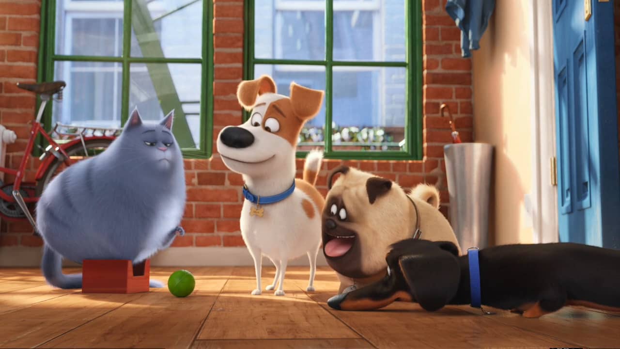 Some Shots from "Pets" on Vimeo