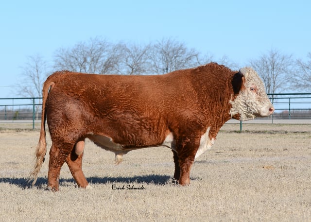 GKB Cattle on Vimeo