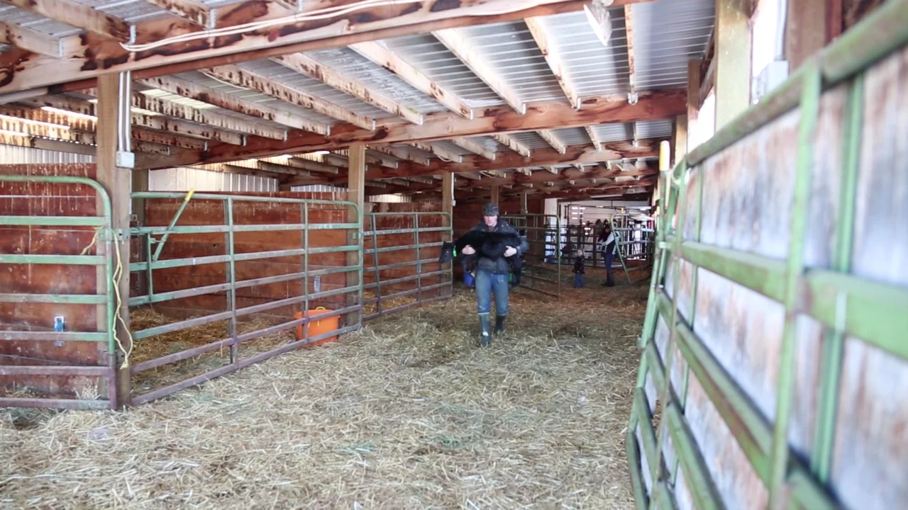 Wilks Ranch Bly, Oregon - Calving Season on Vimeo