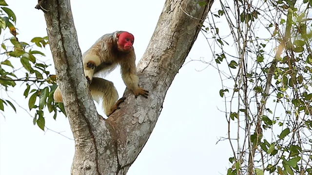 White Uakari