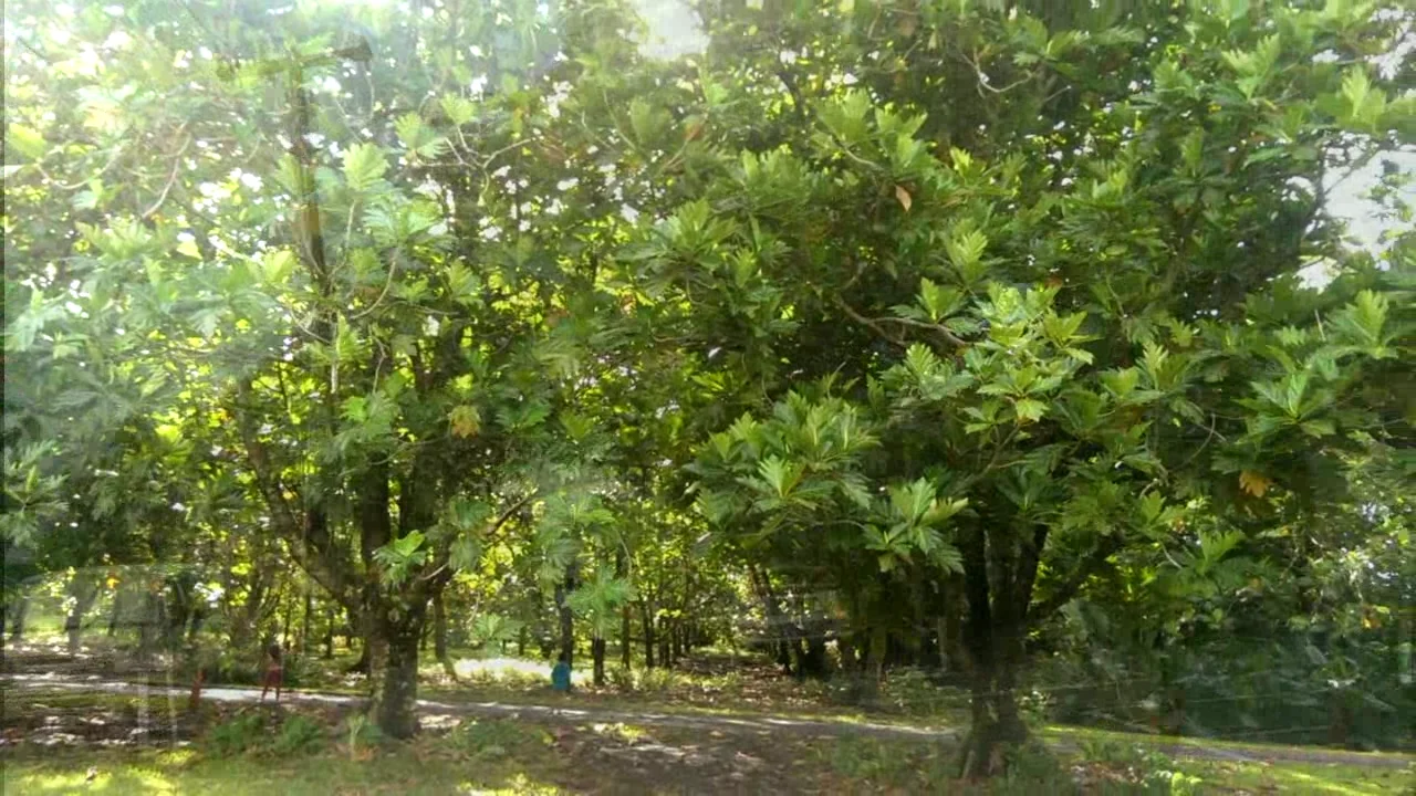 'Ulu - Breadfruit Trees of Lele on Vimeo