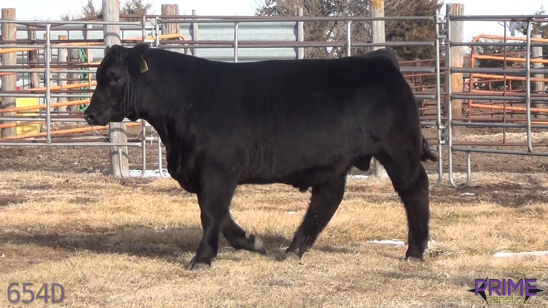 Prime Genetics-654D on Vimeo