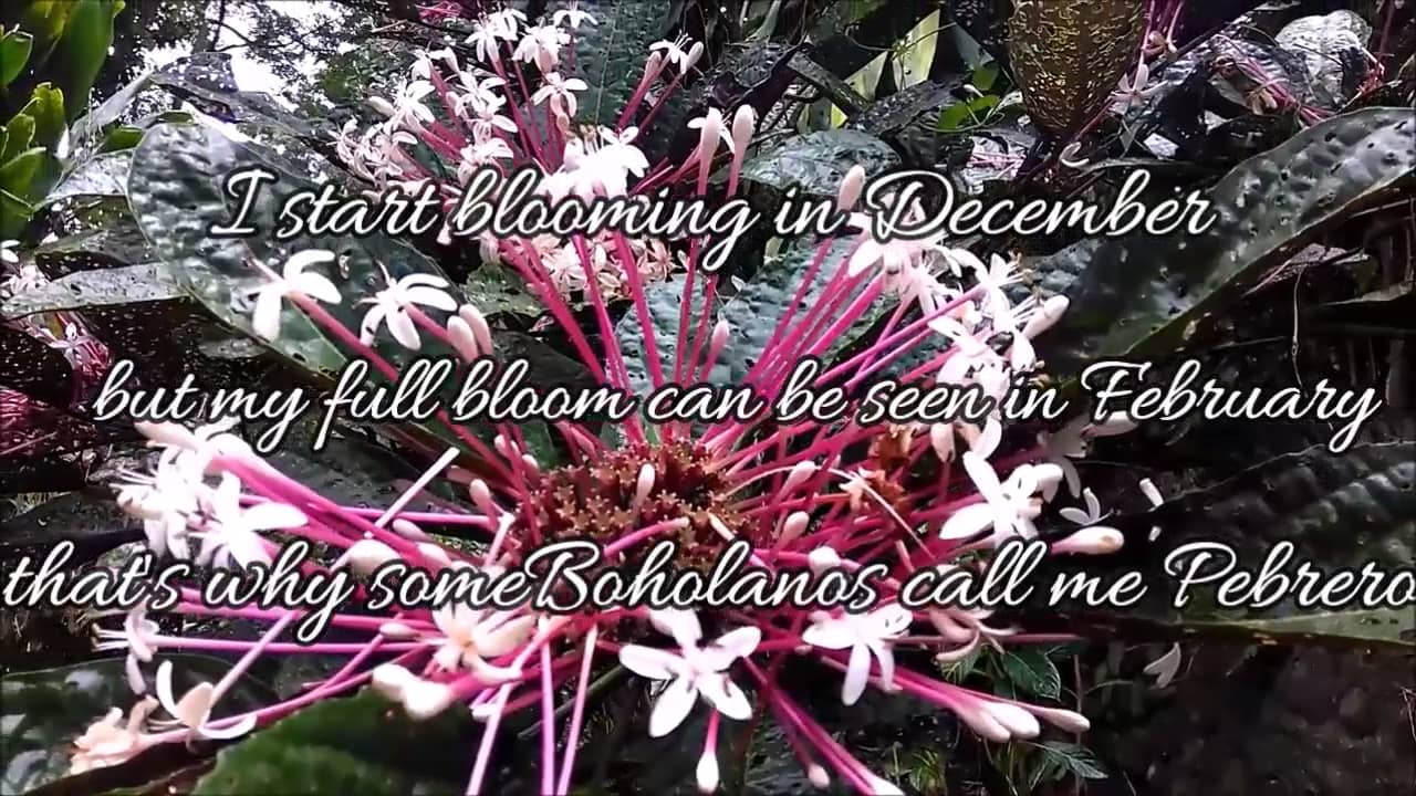 Bagawak morado: MBG Plant of the Month of January 2017 on Vimeo