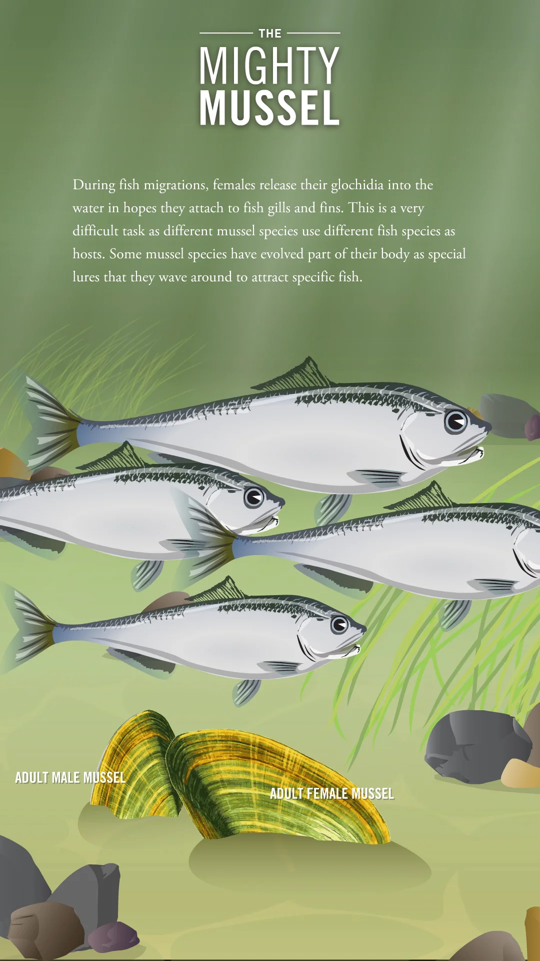 Life Cycle of a freshwater mussel on Vimeo