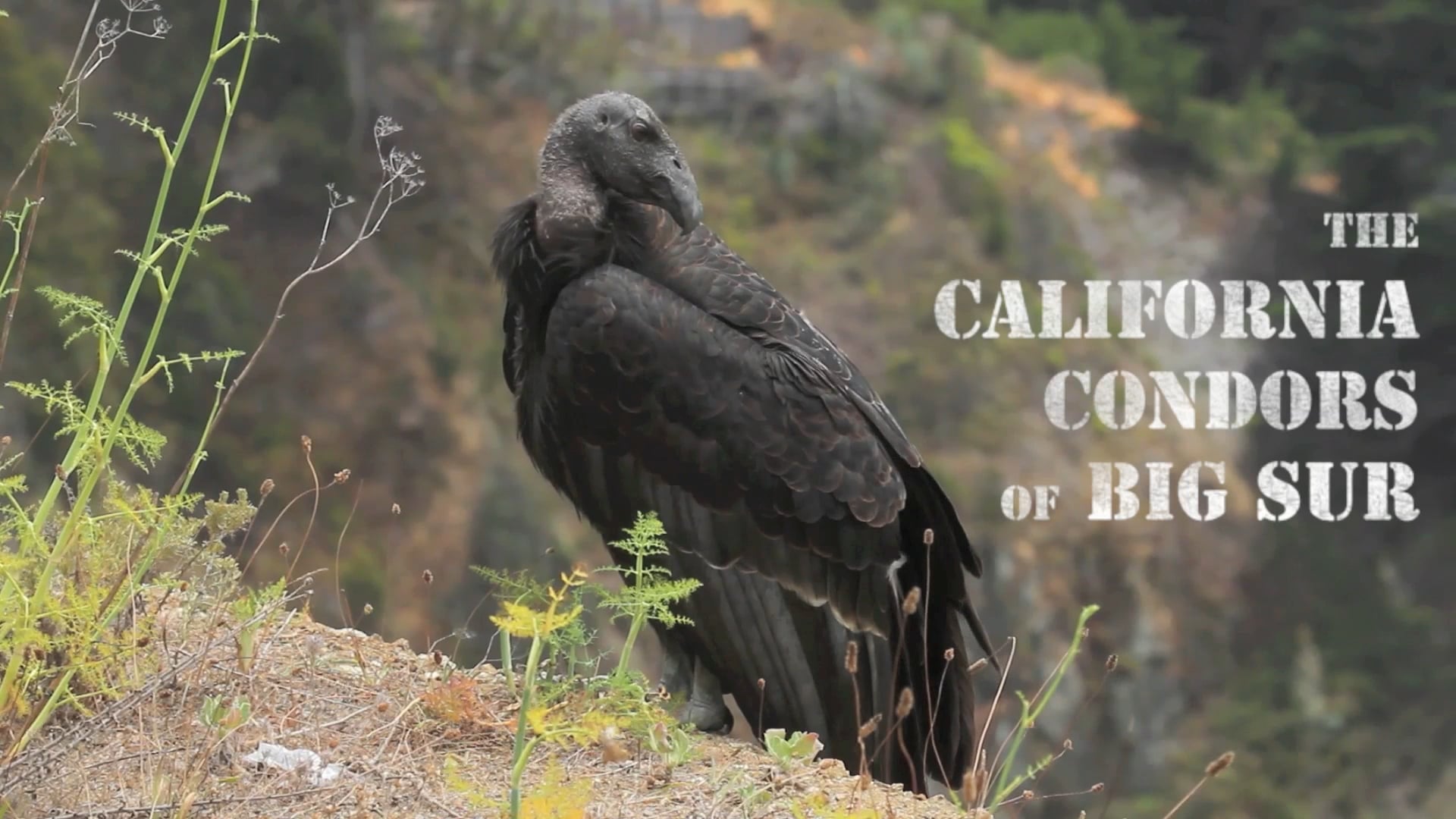 The California Condors of Big Sur Trailer on Vimeo