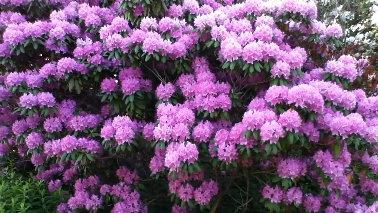 Farmhouse gardens in June with blooming Rhododendrons on Vimeo