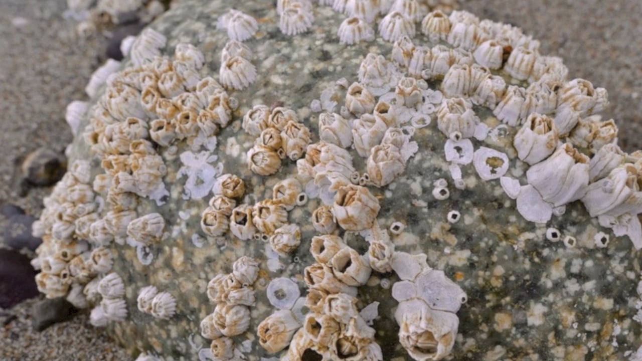 Barnacle video HD on Vimeo