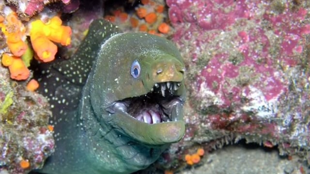 Il pasto delle murene on Vimeo