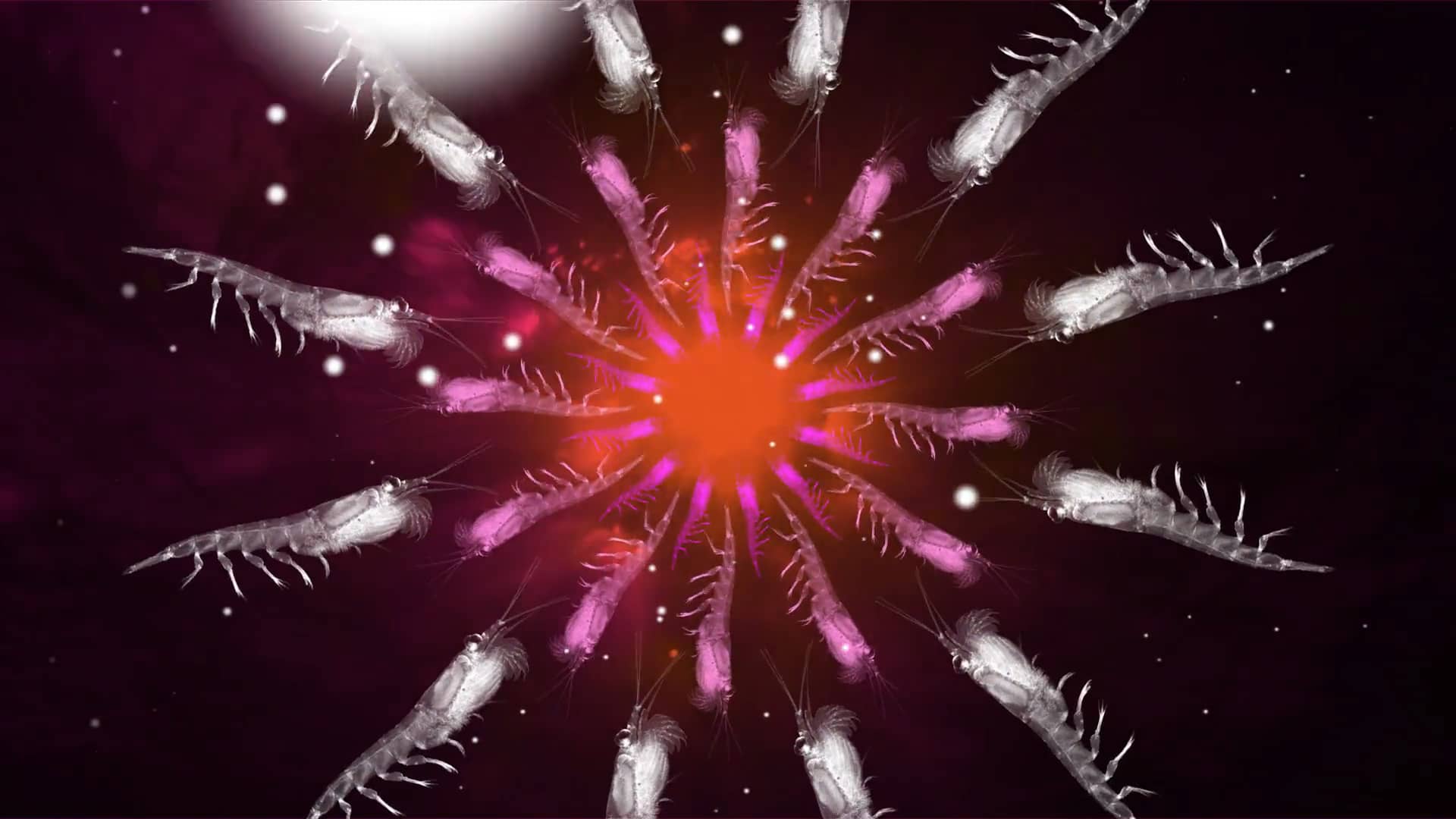 Plankton Party on Vimeo